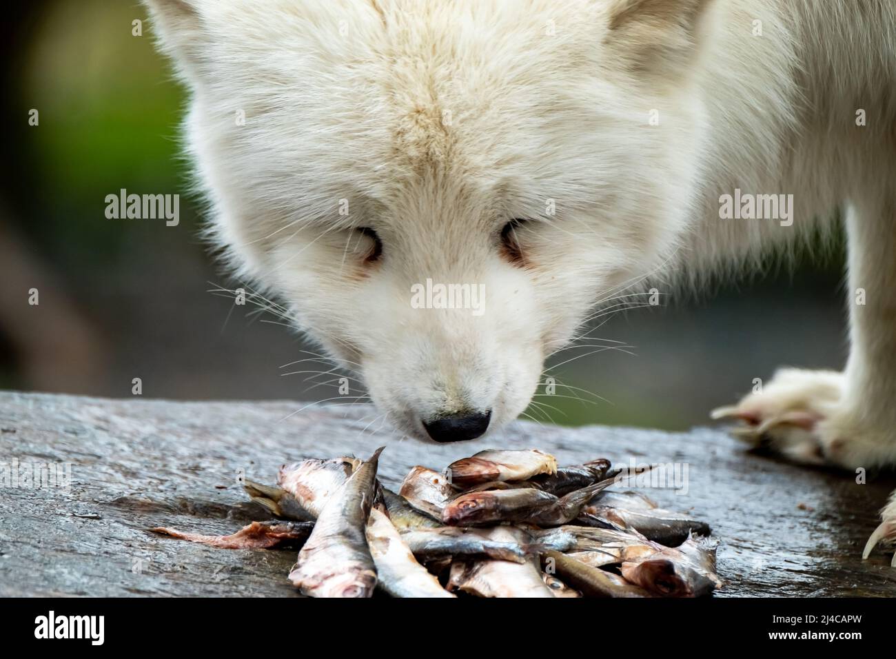White arctic fox eating fish from a stone Stock Photo - Alamy