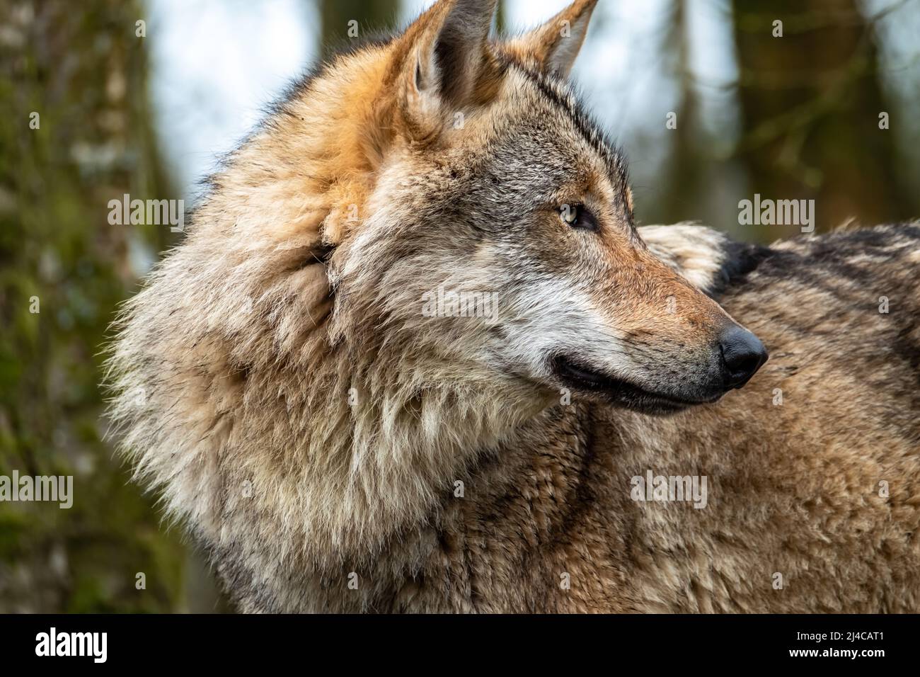 Wolve pack hi-res stock photography and images - Alamy