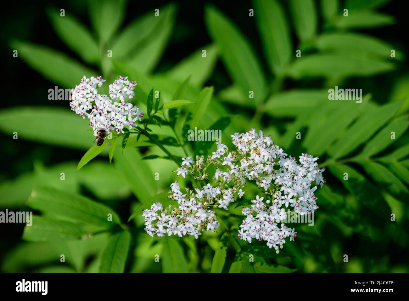 Many delicate small white flowers of Sambucus ebulus plant, known as ...