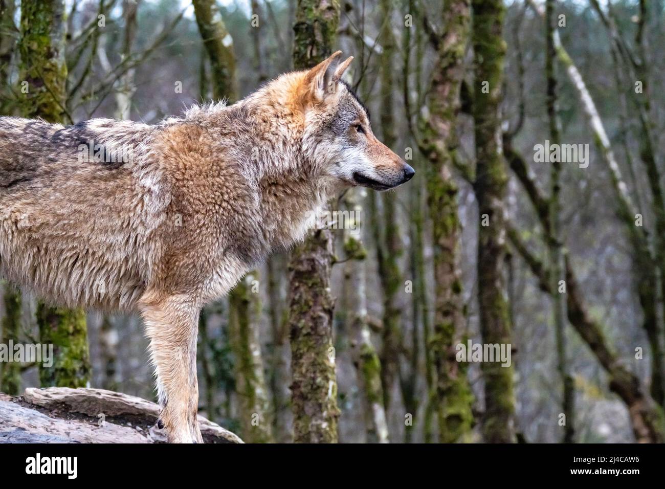 Wolve pack hi-res stock photography and images - Alamy