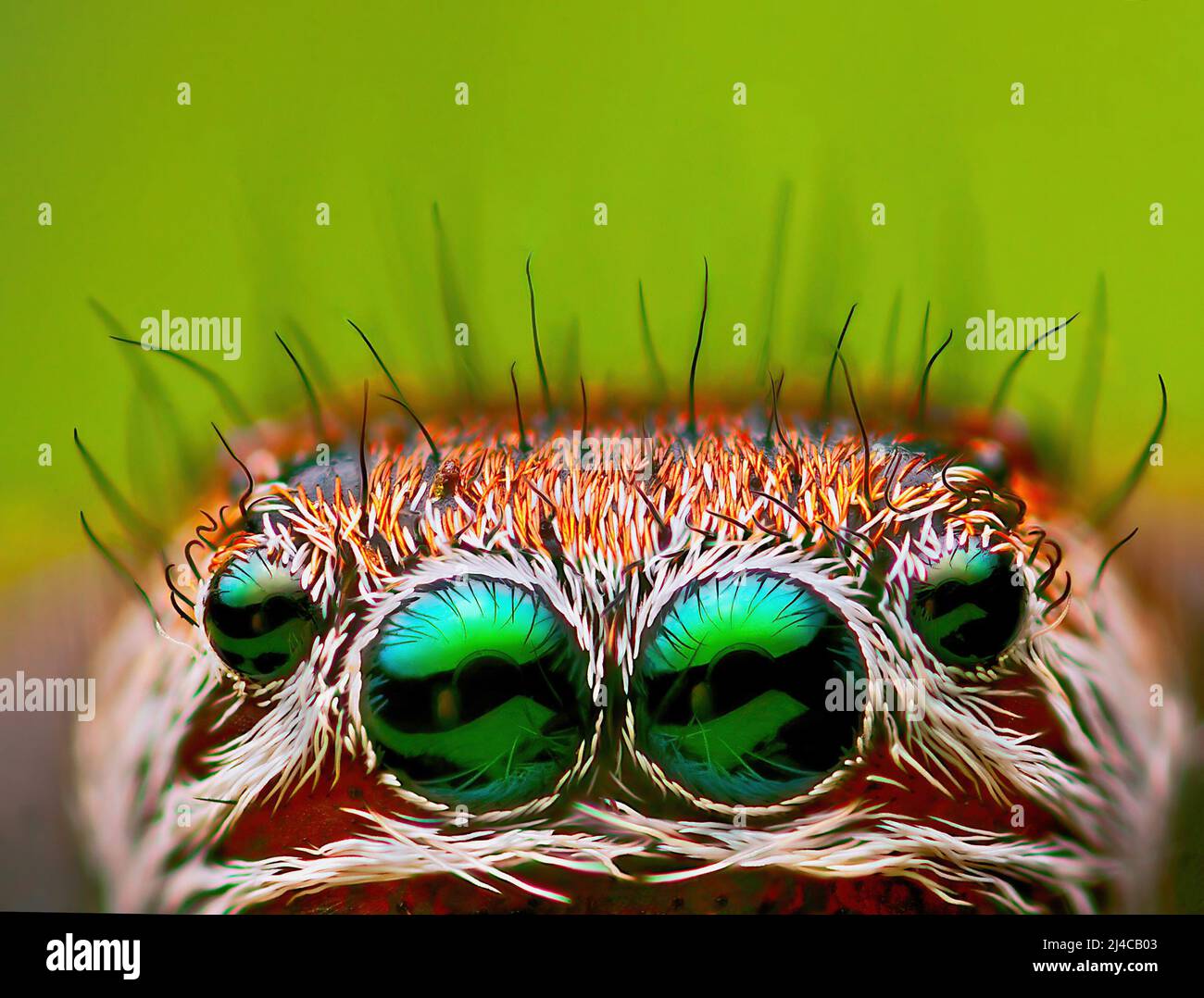 Scary eyes of jumping spider with empty space for text Stock Photo - Alamy