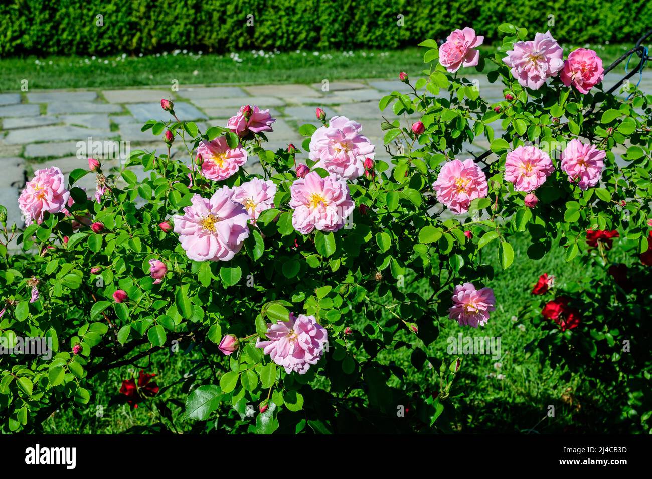 Large green bush with many fresh vivid pink roses and green leaves in a ...
