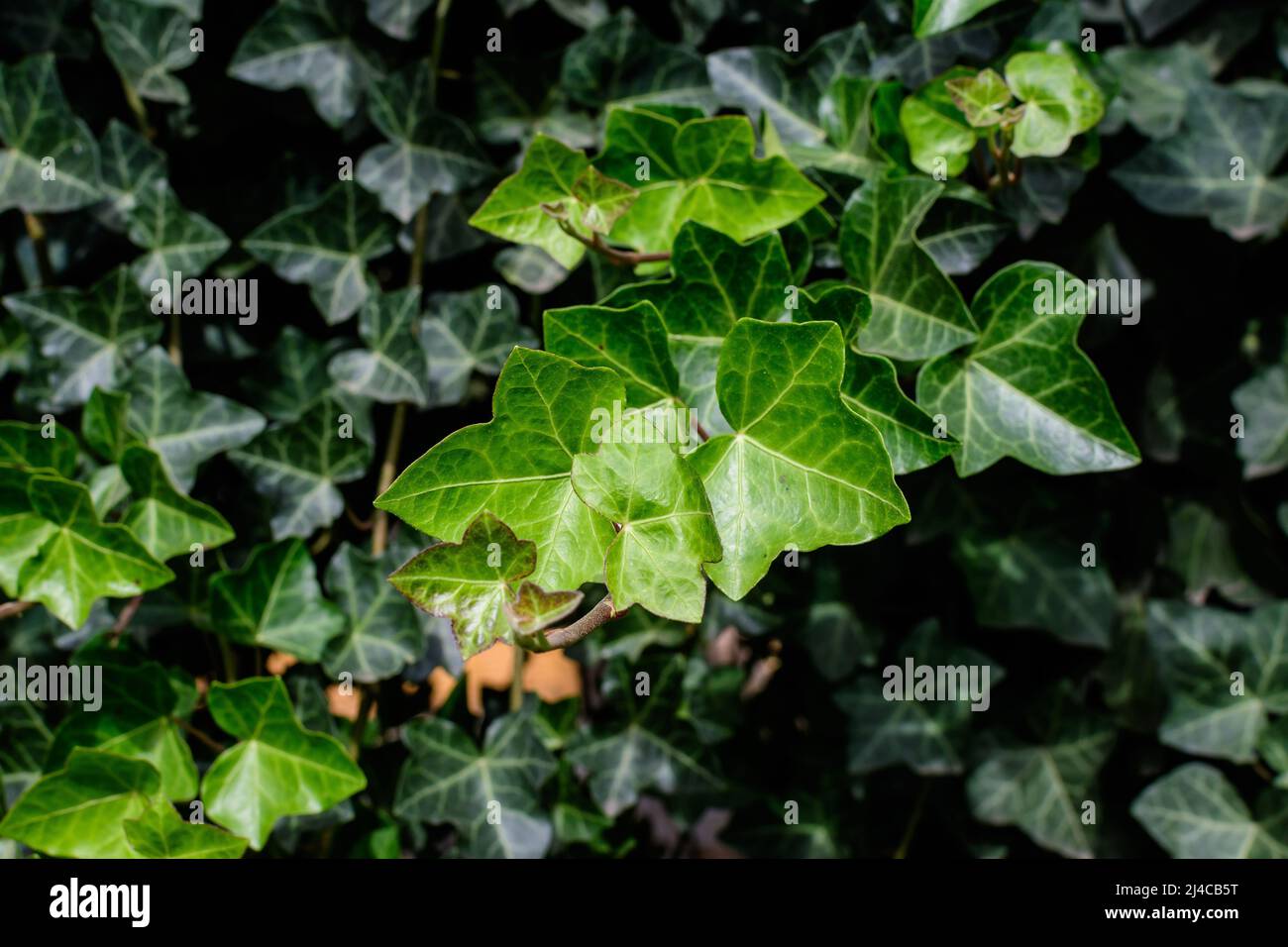 Background with many green leaves of Hedera helix, the common ivy ...