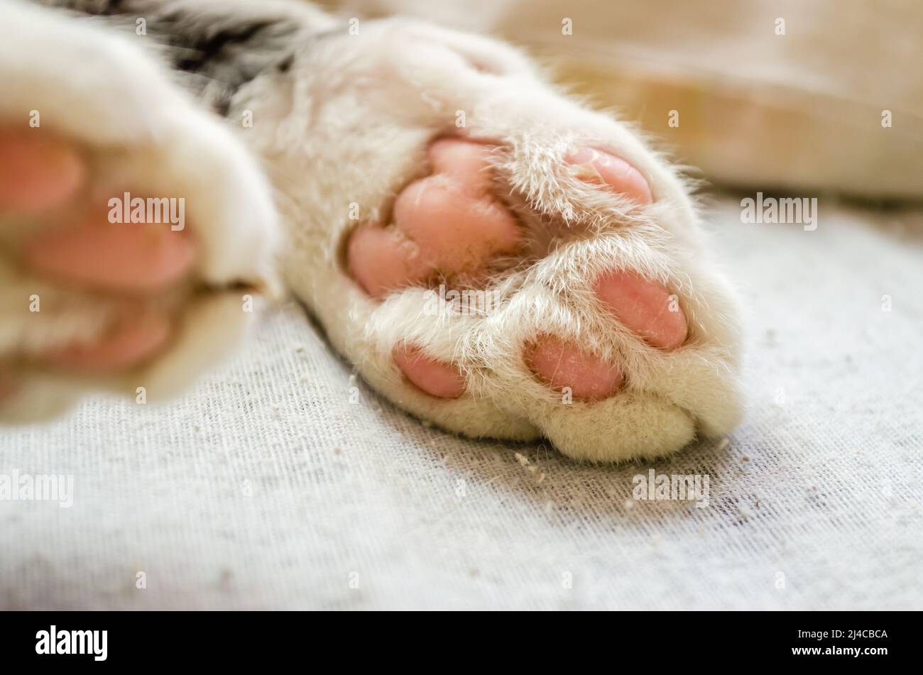 Close-up portrait of a white cat. Macro photo of a white cat's paw. The ...