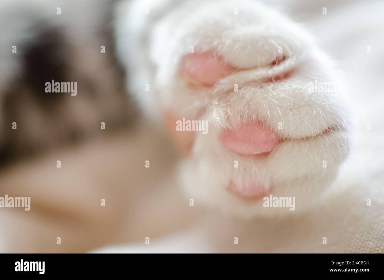 Close-up portrait of a white cat. Macro photo of a white cat's paw. The ...