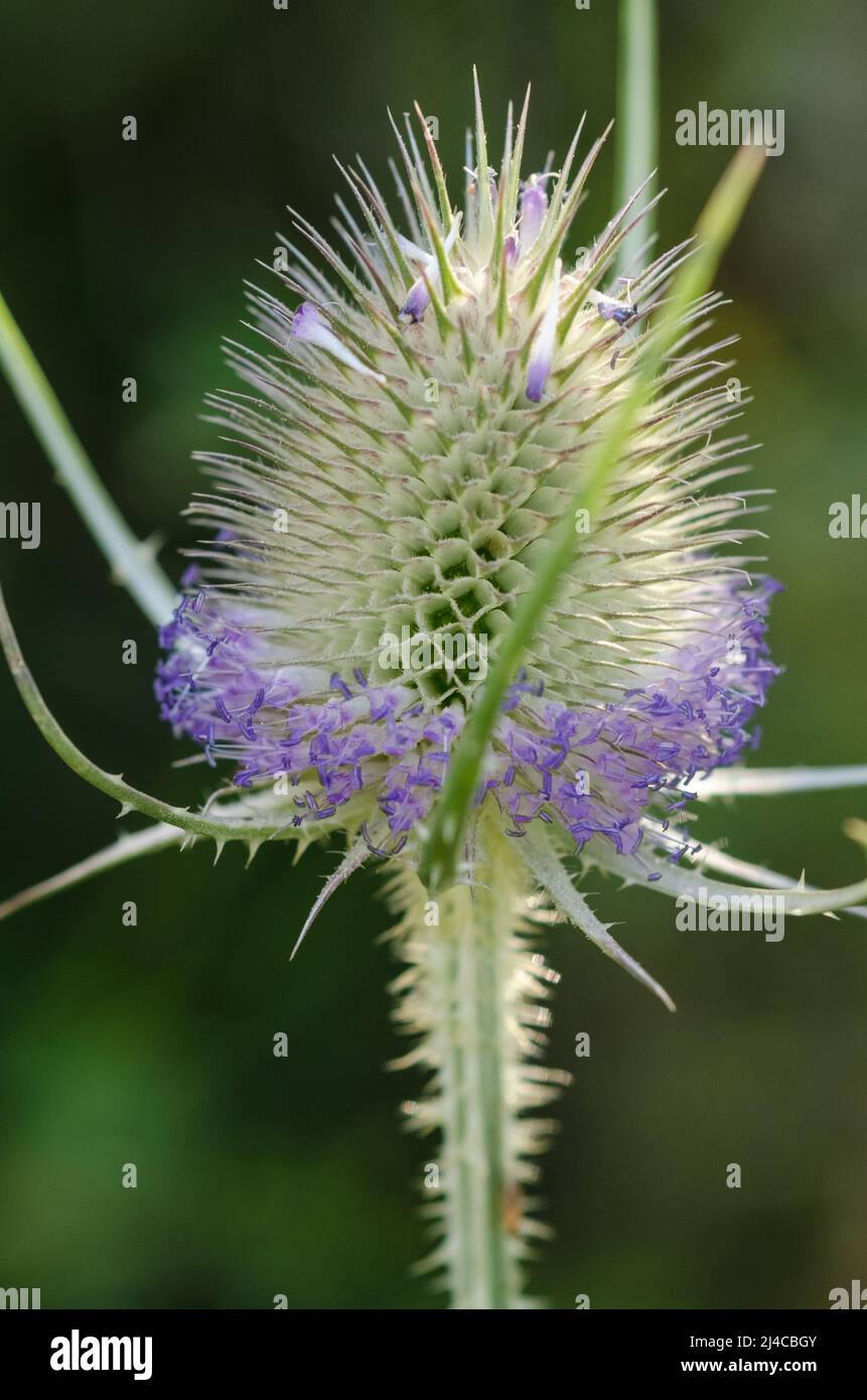 Spiky dipsacus hi-res stock photography and images - Alamy