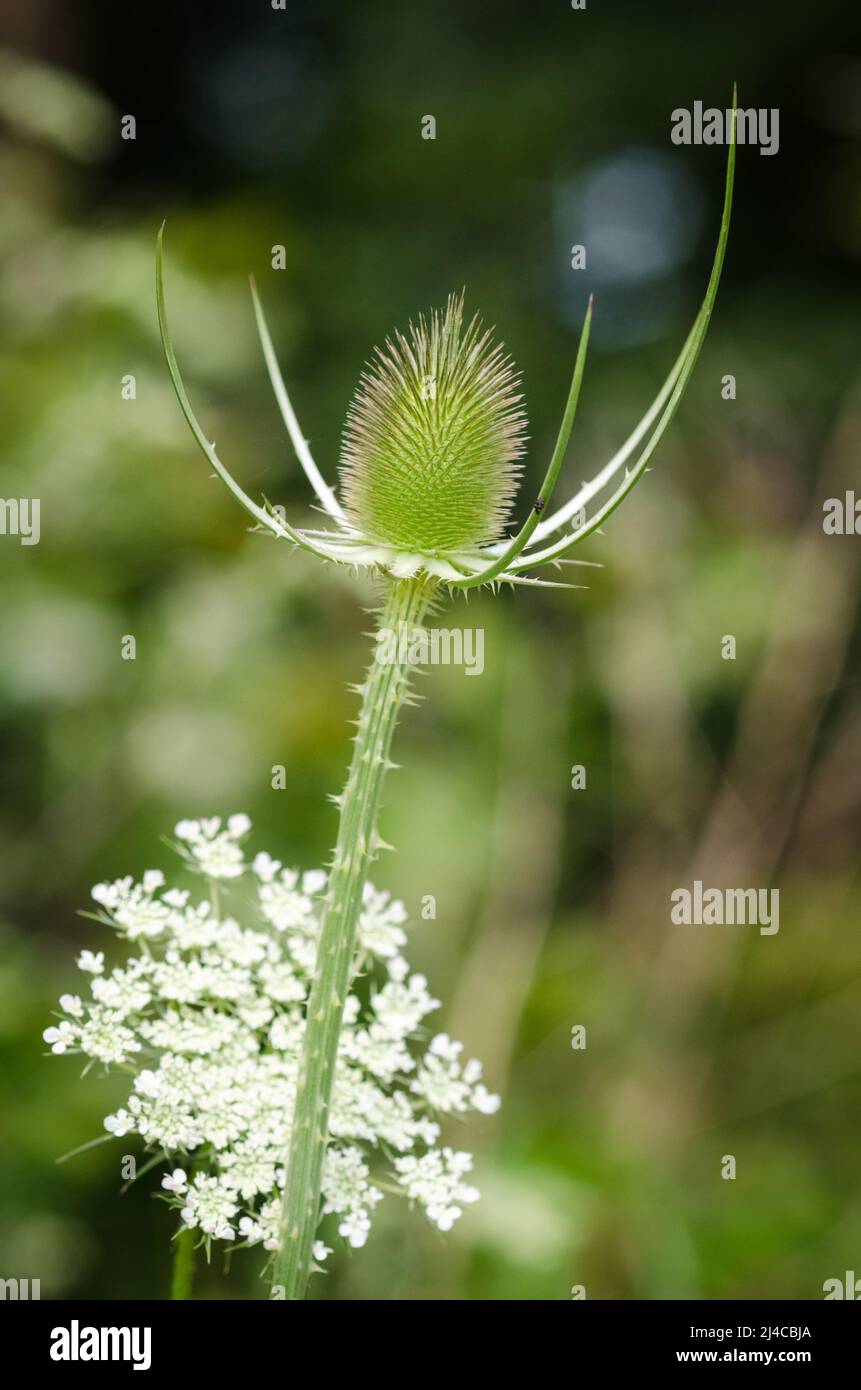 Germany dipsacus sylvestris hi-res stock photography and images - Alamy