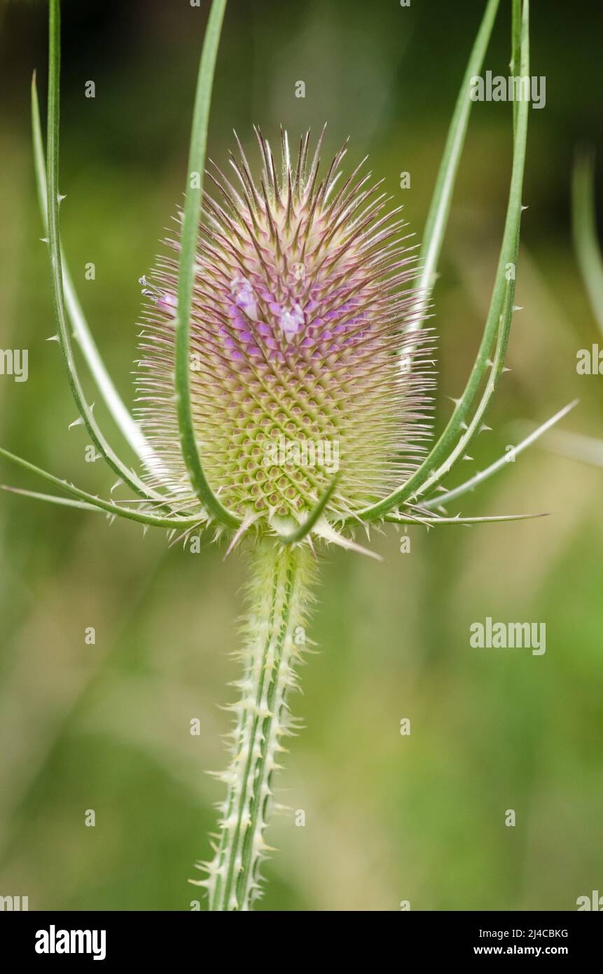 Germany dipsacus sylvestris hi-res stock photography and images - Alamy