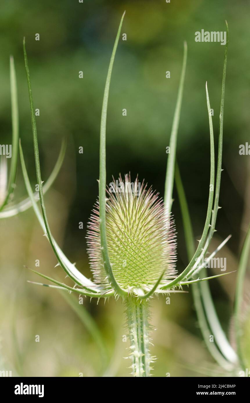 Germany dipsacus sylvestris hi-res stock photography and images - Alamy