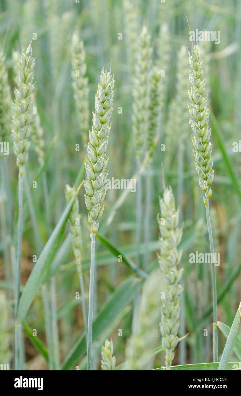 Triticum aestivum hi-res stock photography and images - Alamy