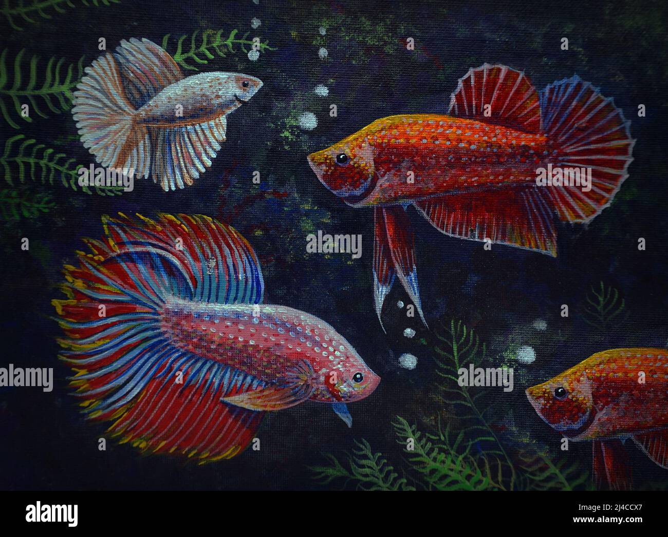 Hand drawn,Art ,painting ,Oil color, Auspicious ,Betta fish , Siamese ...