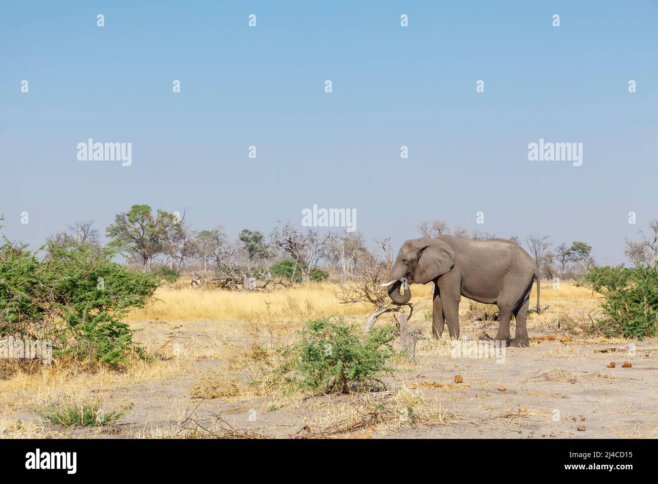 African bush elephant (Loxodonta africana) standing in scrubland, near ...