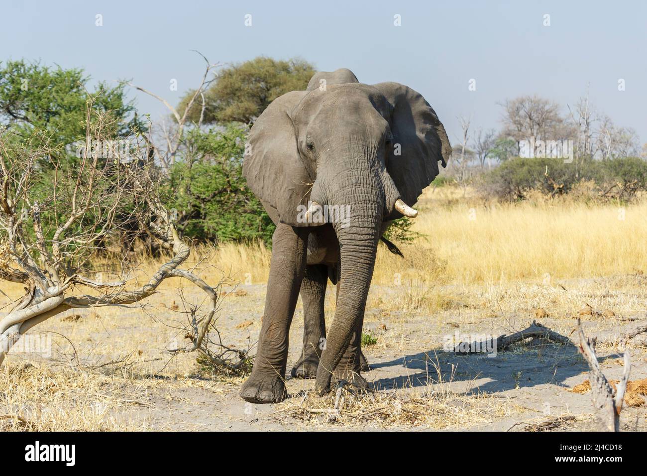 African bush elephant (Loxodonta africana) standing in scrubland, near ...