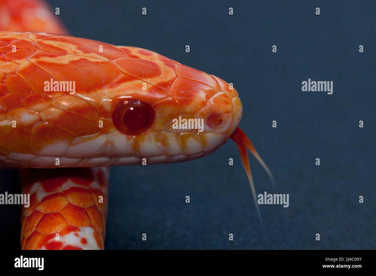Amelanistic corn snake hi-res stock photography and images - Alamy