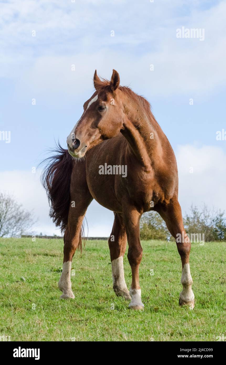 Irregular white blaze hi-res stock photography and images - Alamy