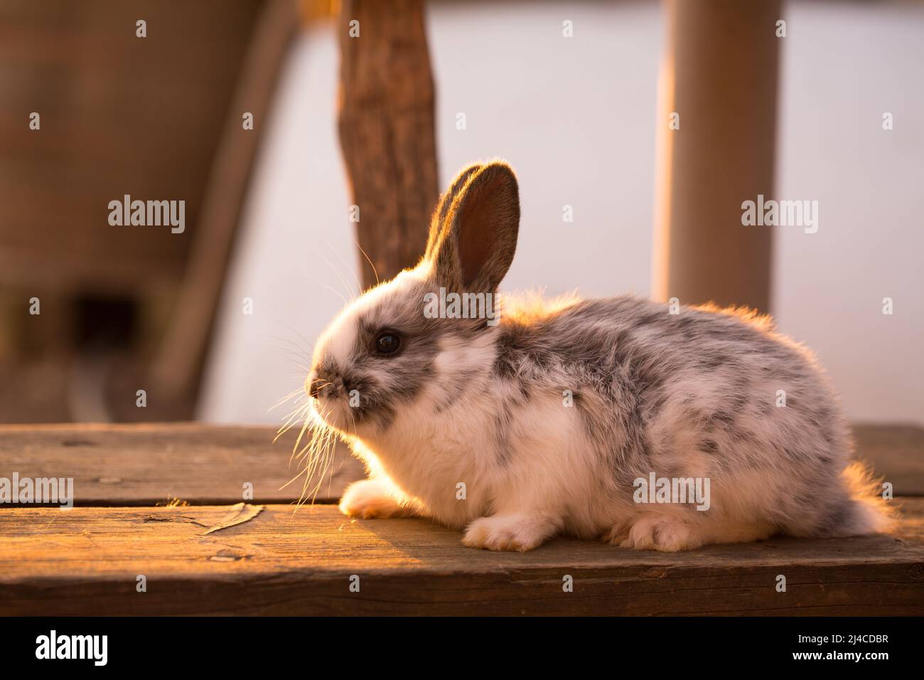 Domestic little rabbit sitting on a bench in the evening sun Stock ...