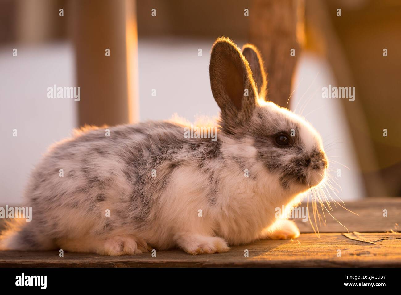 Domestic little rabbit sitting on a bench in the evening sun Stock ...