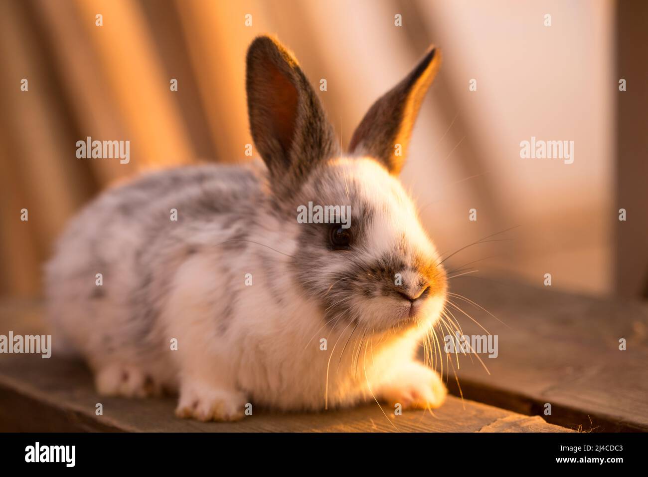 Domestic little rabbit sitting on a bench in the evening sun Stock ...