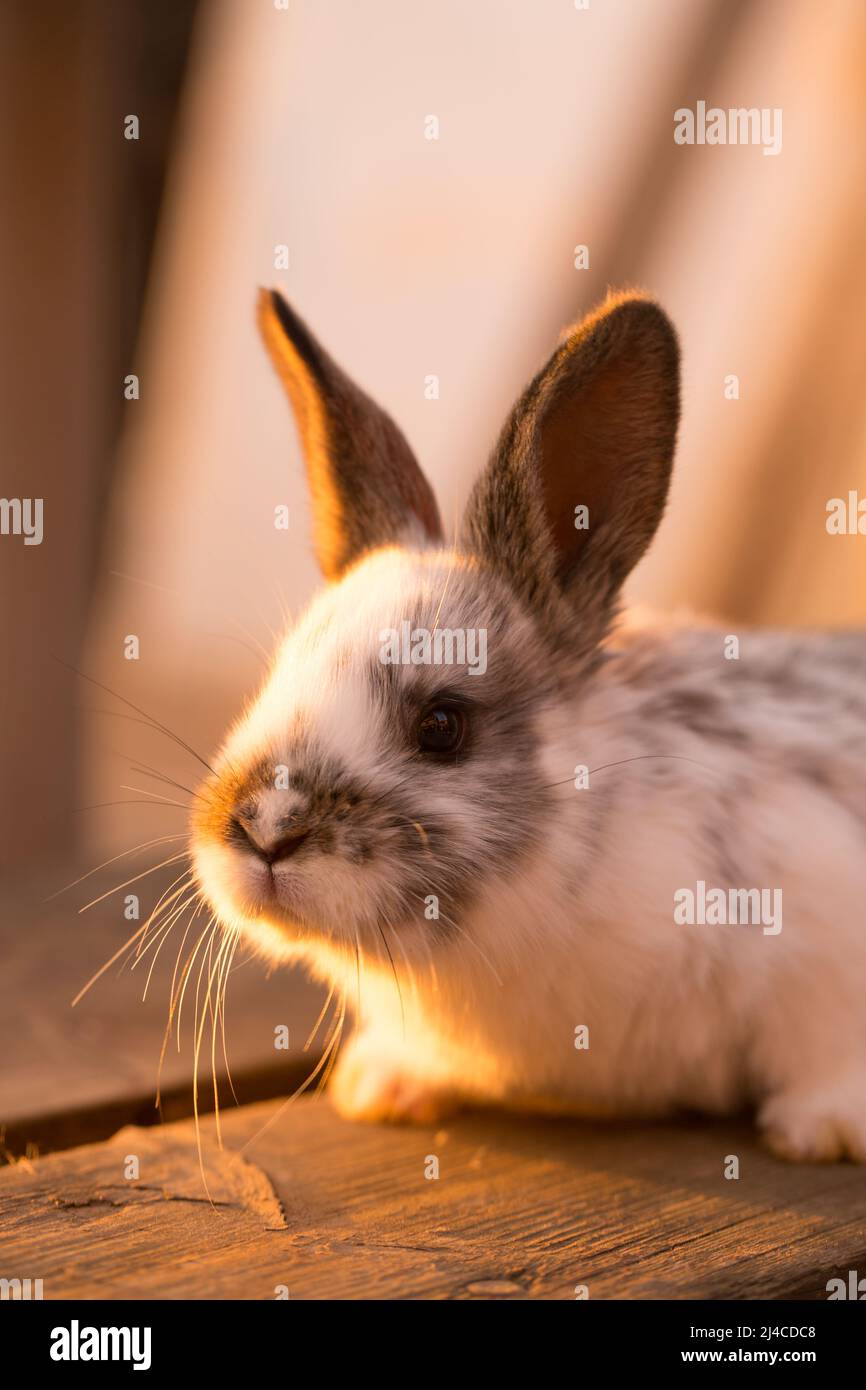 Domestic little rabbit sitting on a bench in the evening sun Stock ...