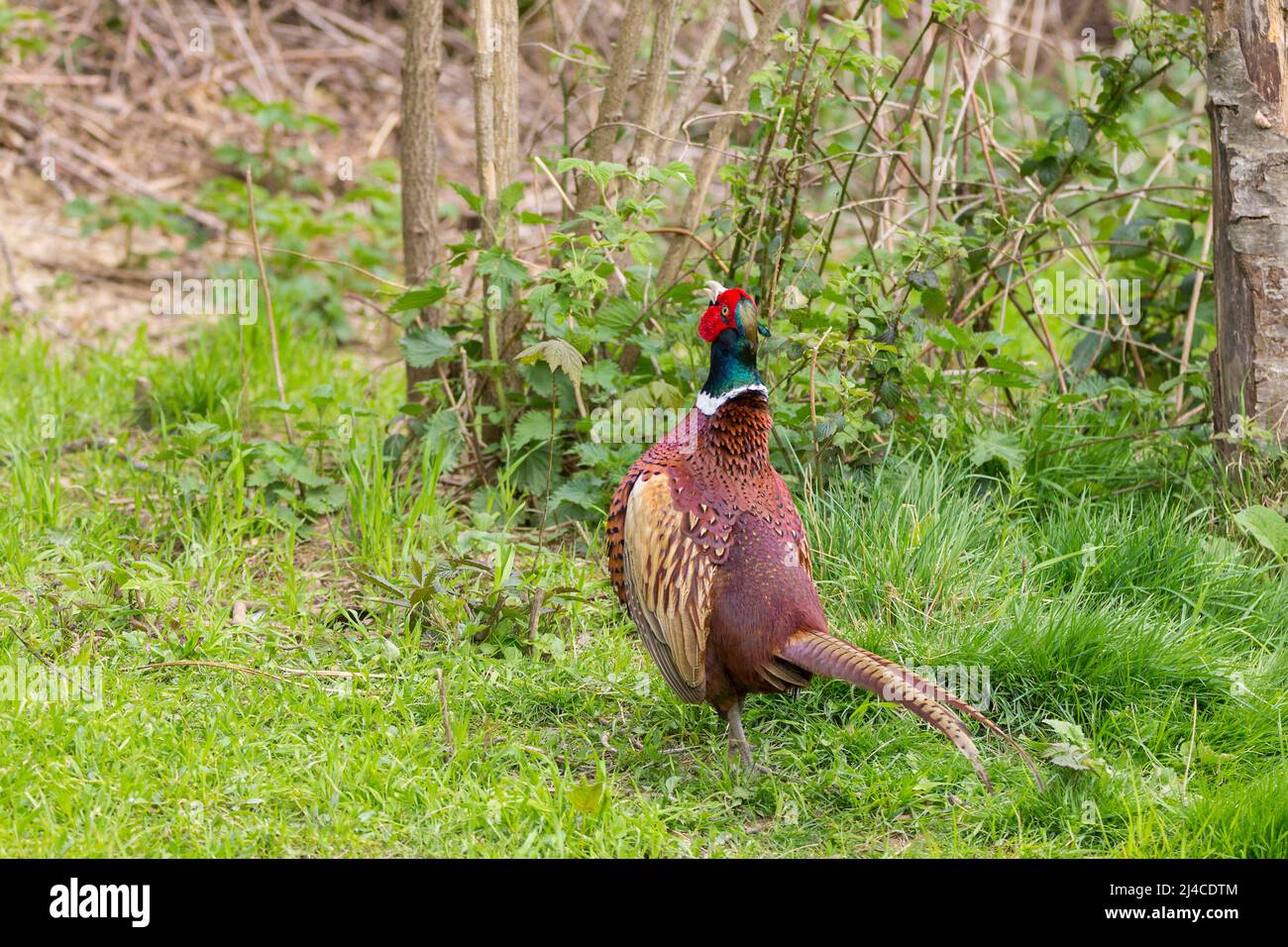 Pheasant (Phasianus colchicus) male game bird red wattle blue green ...