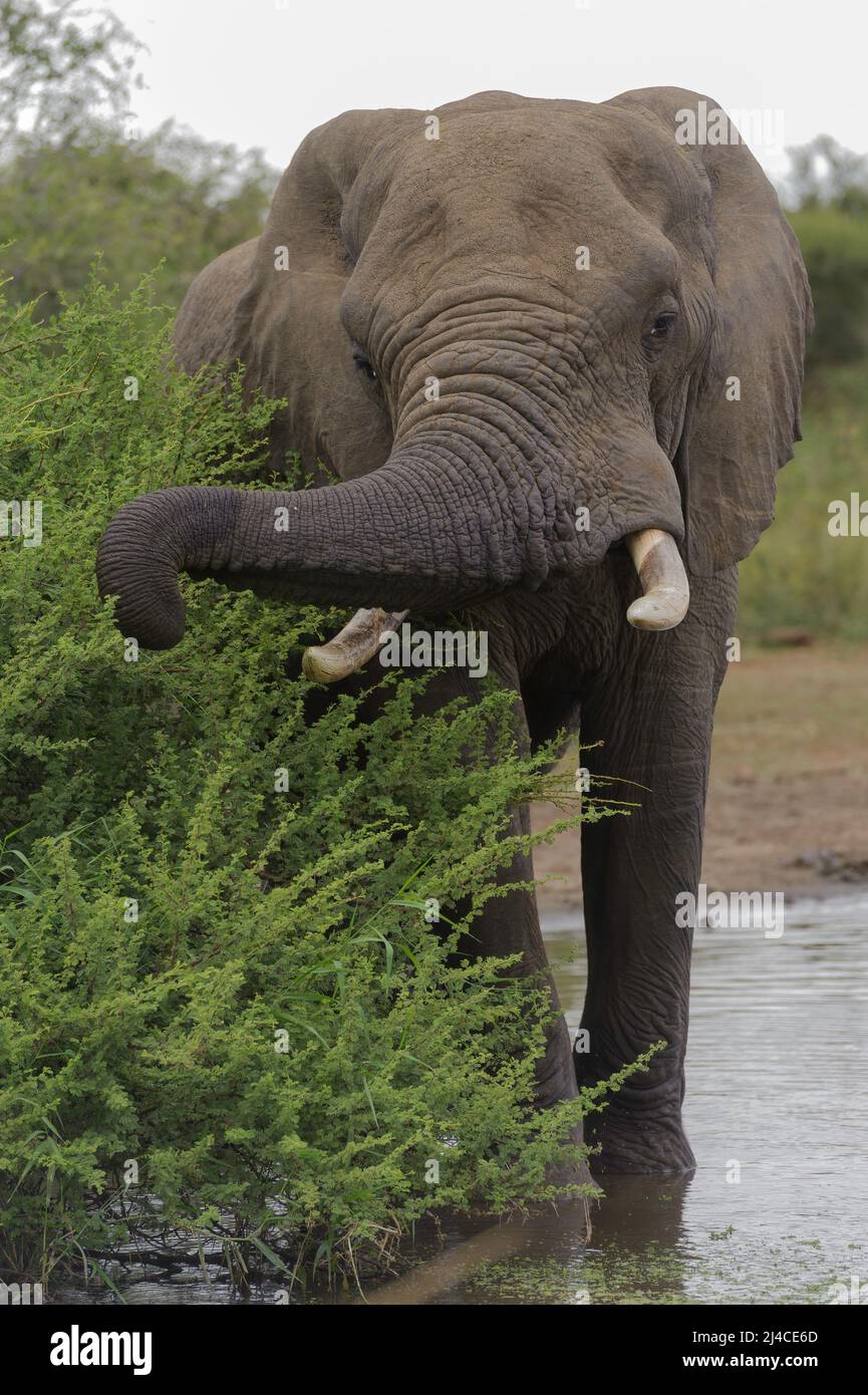 African elephant with tusks in the Kruger National Park Stock Photo - Alamy