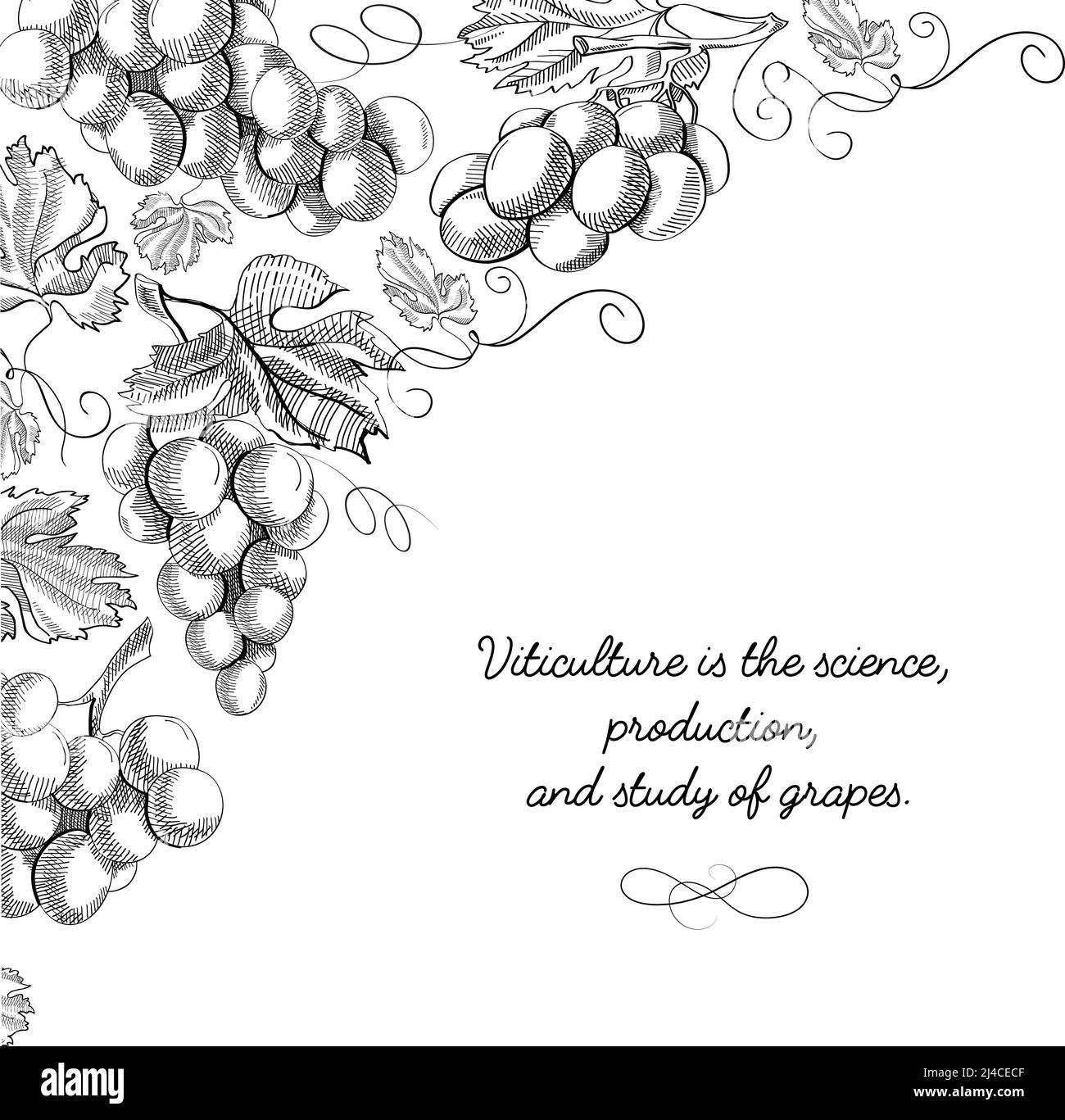 Typography design card doodle with inscription that viticulture is ...