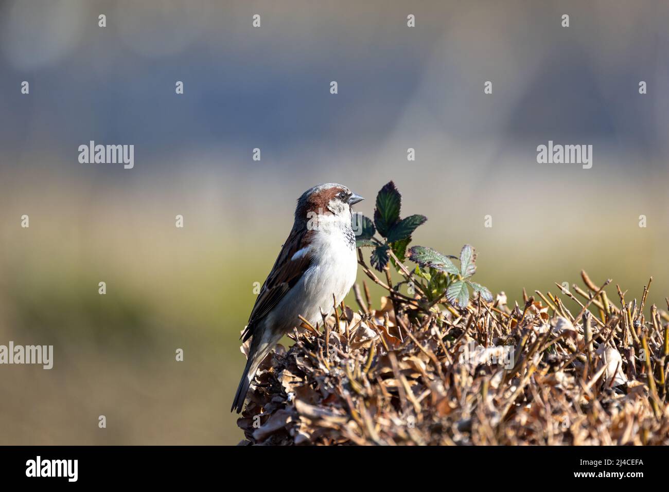 Male female house sparrow perched hi-res stock photography and images ...