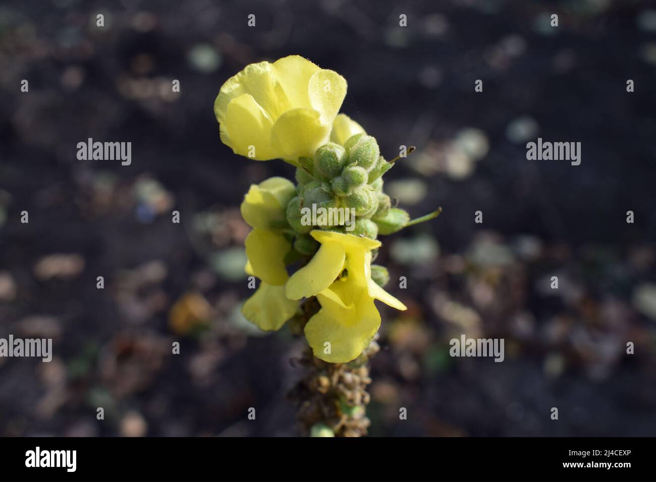 Yellow snapdragon flowers, soft focus. Background of Bright yellow ...