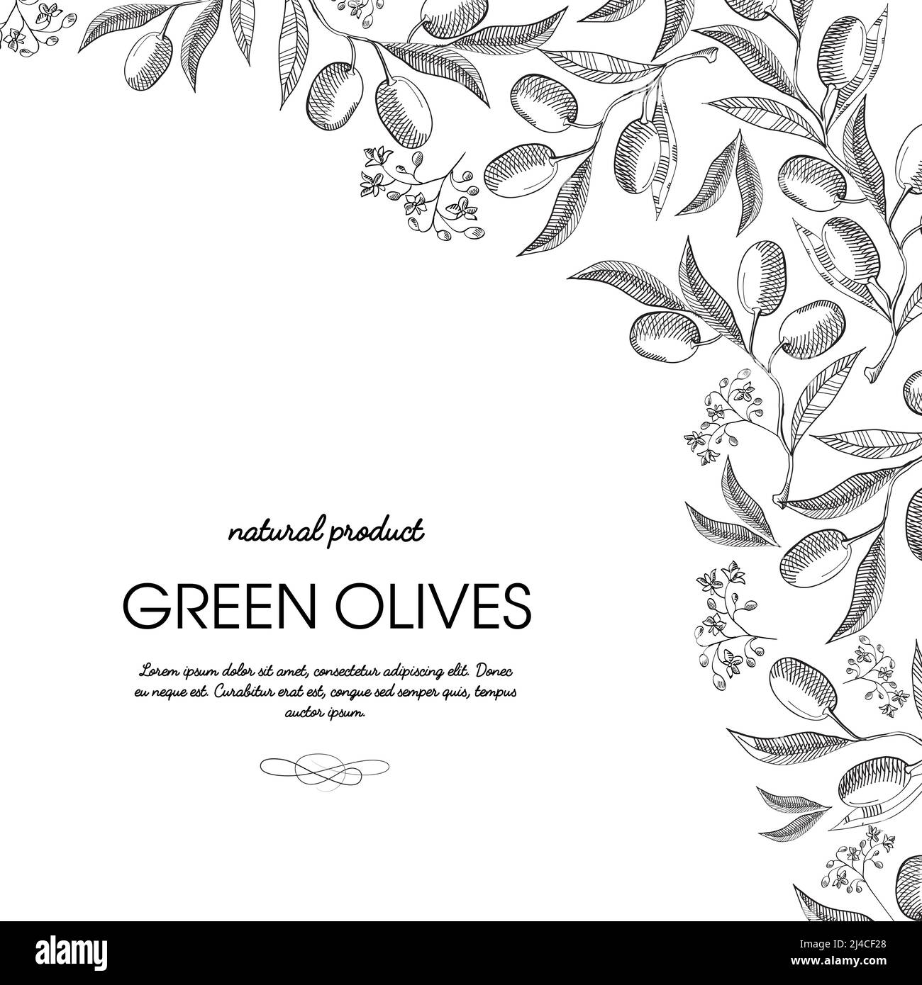 Corner frame elegant scroll ornament engraving green olives bunches ...