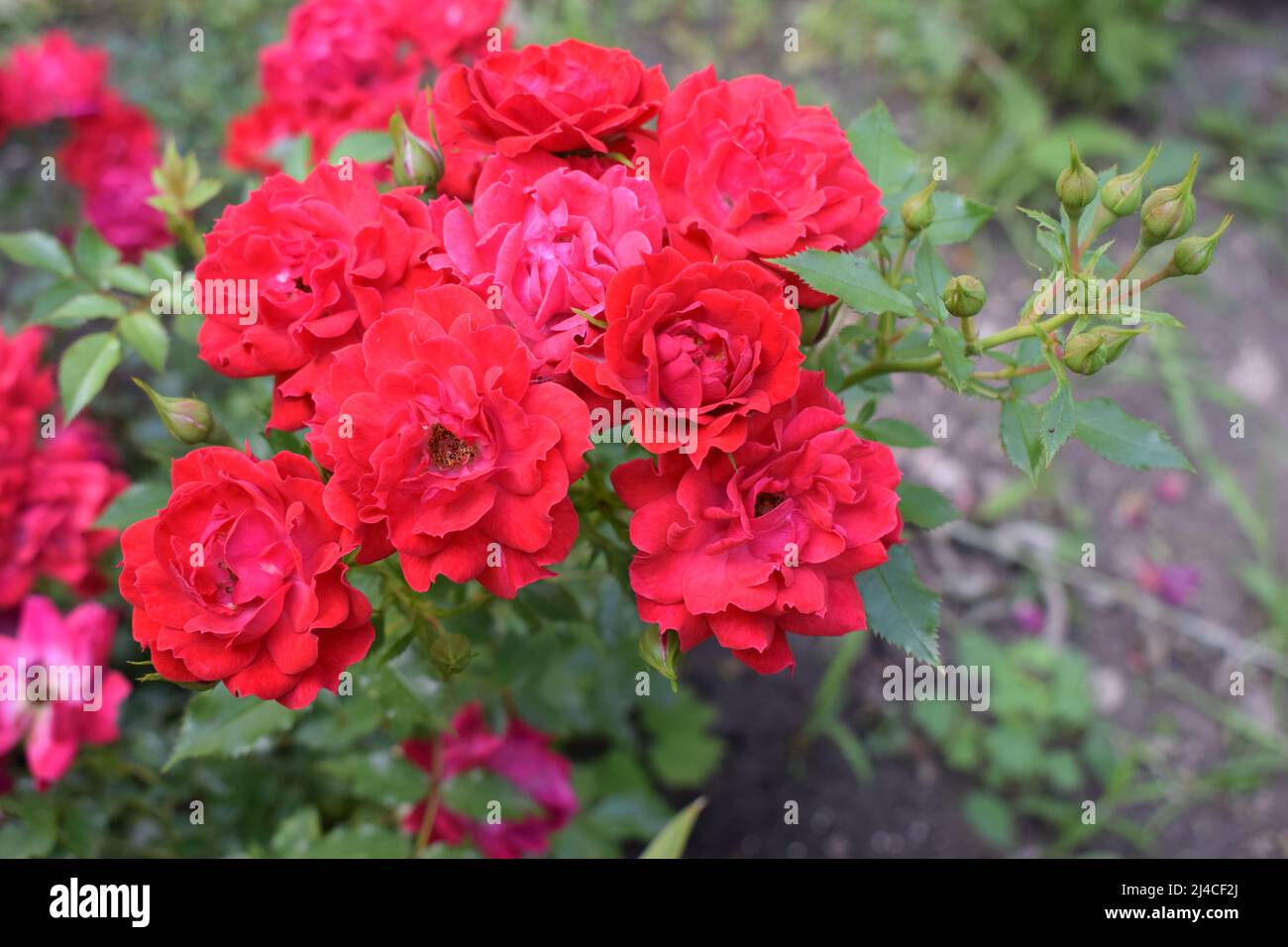 Big red rose close up. Deep Red color. Big beautiful red rose flower ...