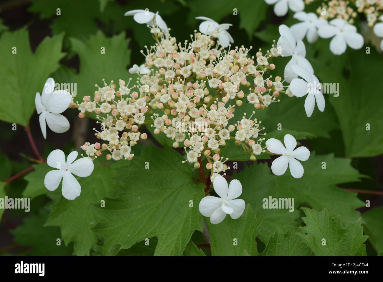 Kalina flowers. Viburnum opulus In Russia the Viburnum fruit is called ...