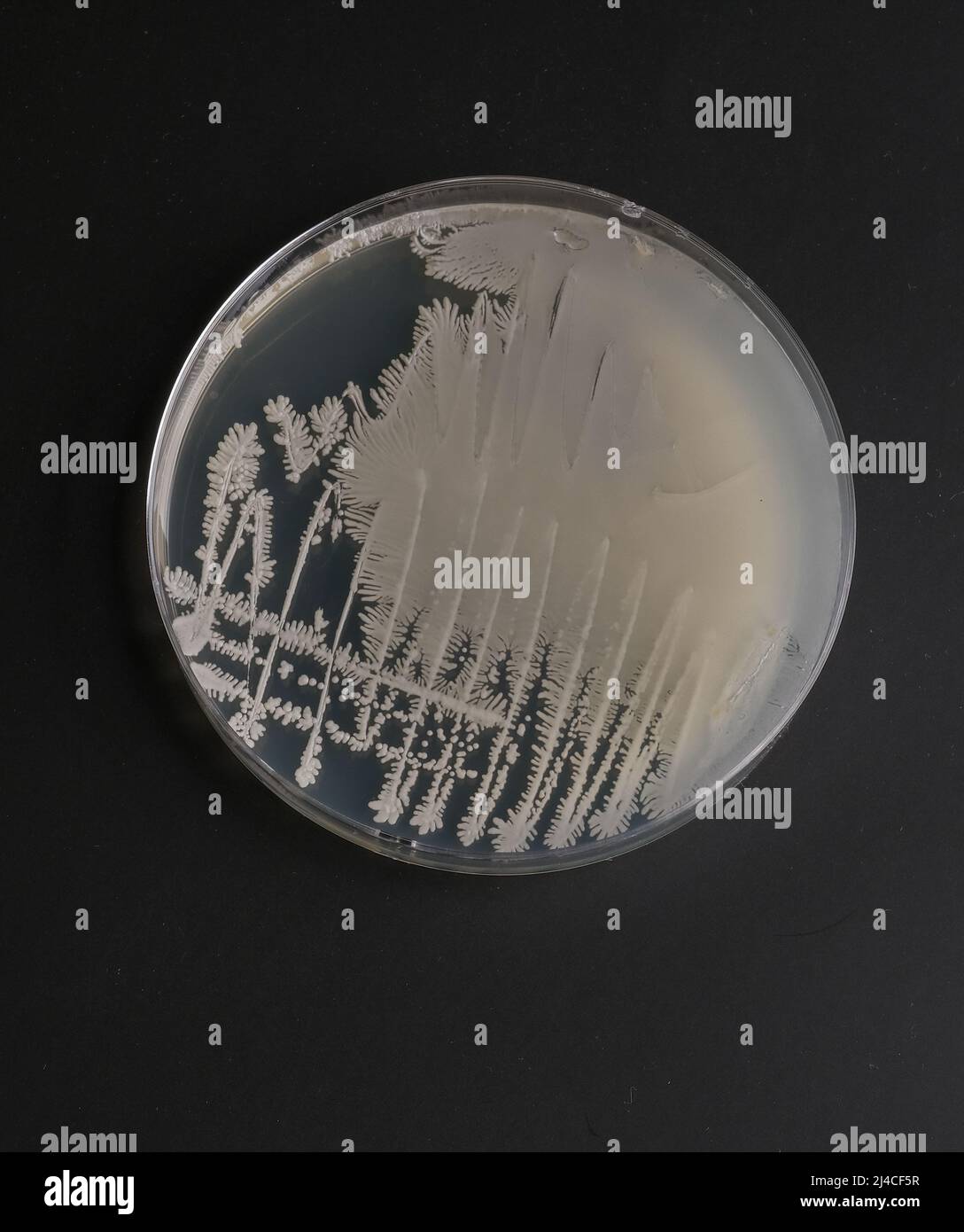 Nutrient agar plate hi-res stock photography and images - Alamy