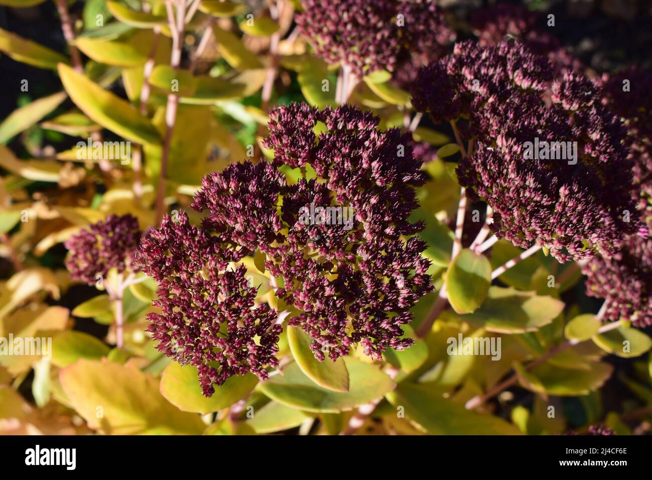 Drying autumn succulent Stock Photo - Alamy