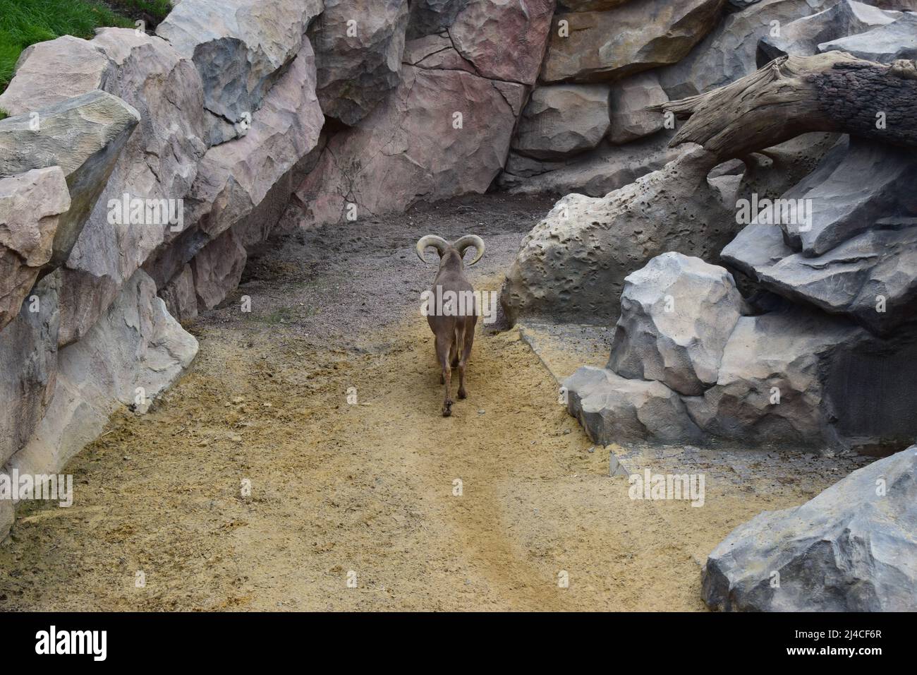 Mountain Goat in zoo. (Oreamnos americanus) in the zoo enclosure ...