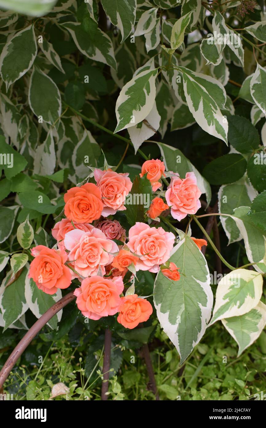 Beautiful rose and orange roses in garden. Blooming roses. Orange roses ...