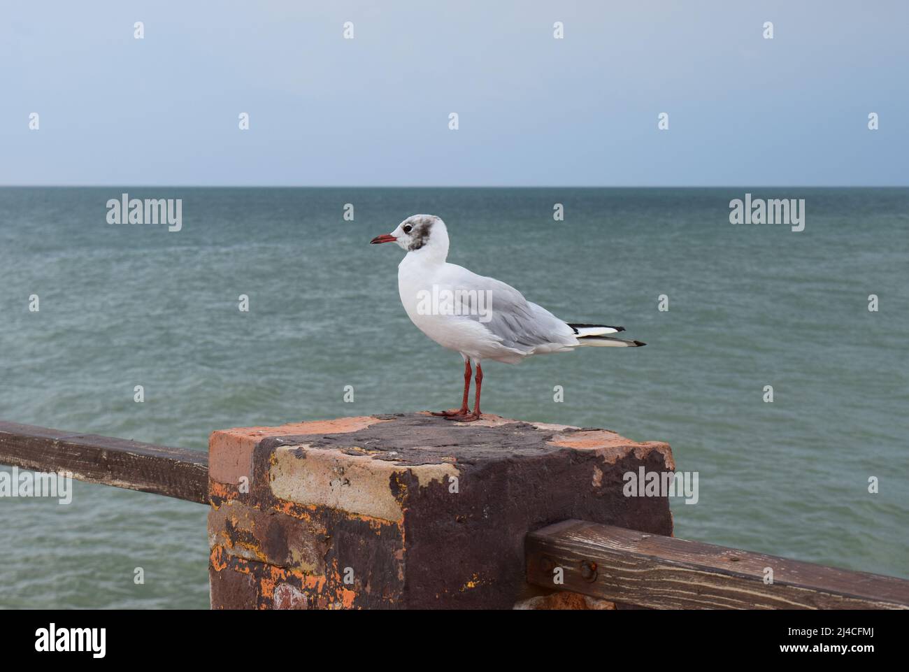 One seagull sits on a old sea pier. The European herring gull, Seagull ...