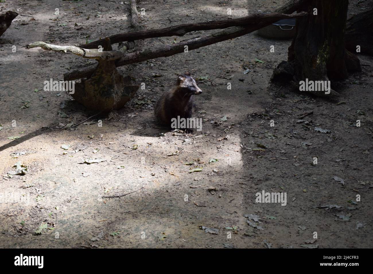 Beautiful raccoon in Zoo Stock Photo - Alamy