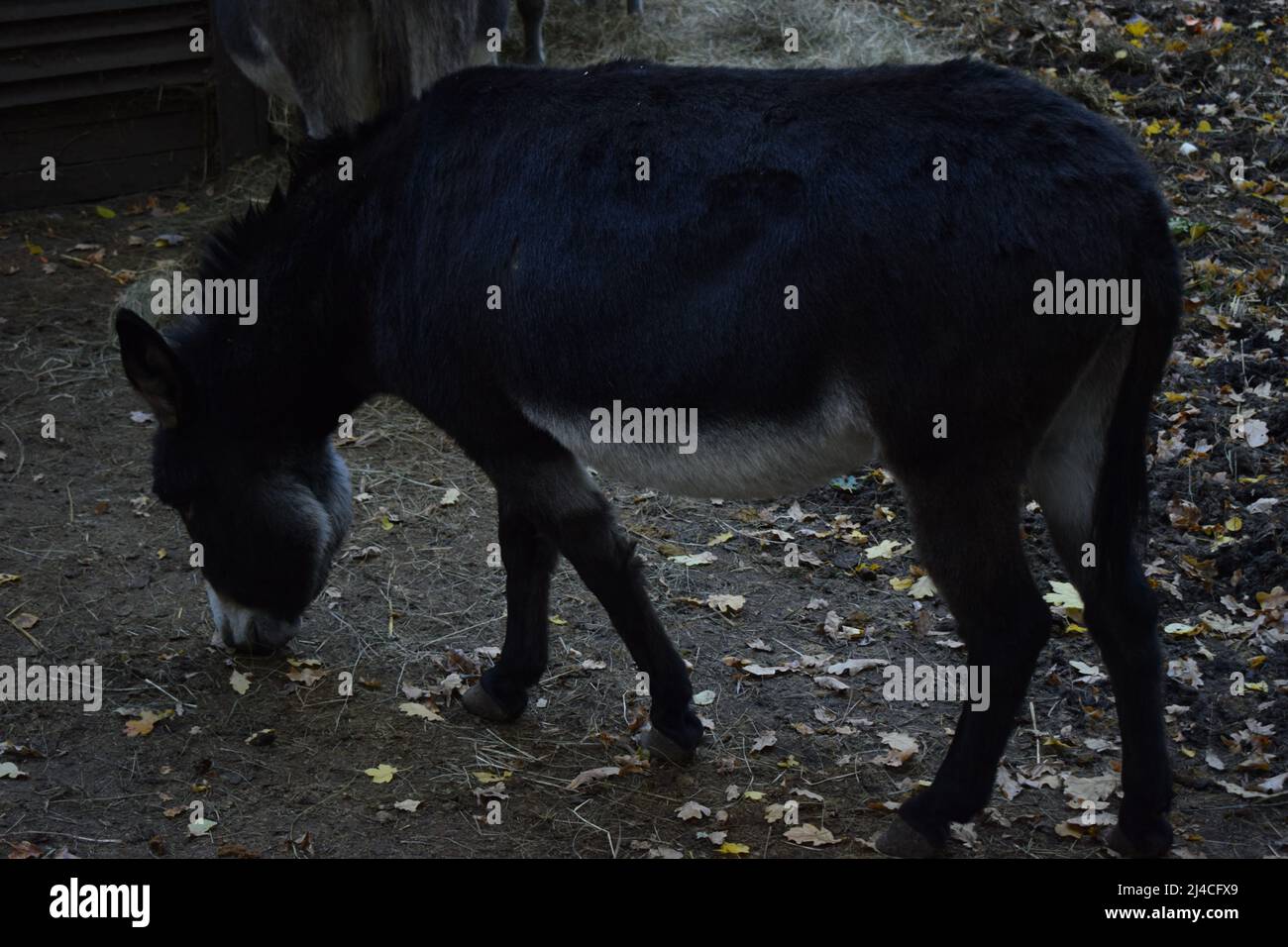 Curious Donkeys on a farm. Donkey pose for the camera Stock Photo - Alamy