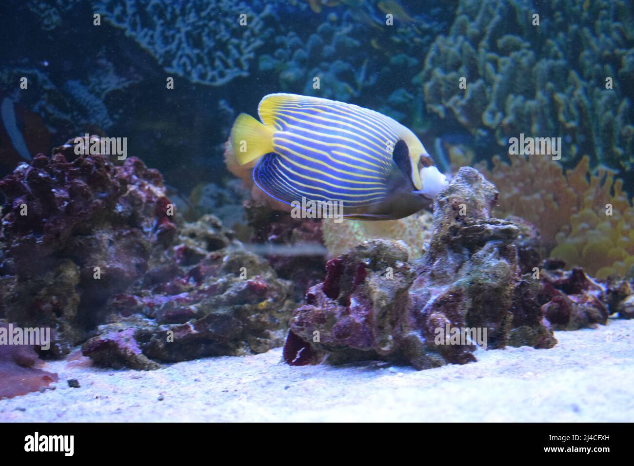 Tropical Fish-angel. Emperor angelfish (Pomacanthus imperator) in reef ...