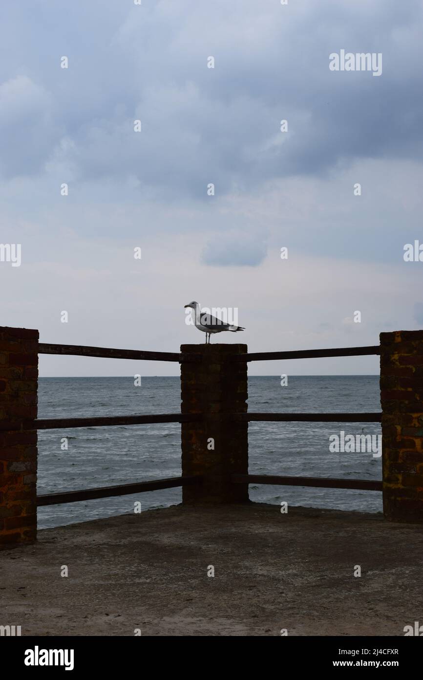 One seagull sits on a old sea pier. The European herring gull, Seagull ...