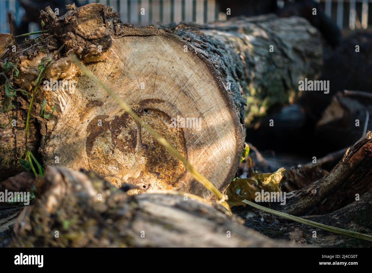 A close up shot of Tree logs cut down on a road side in India. Trees ...