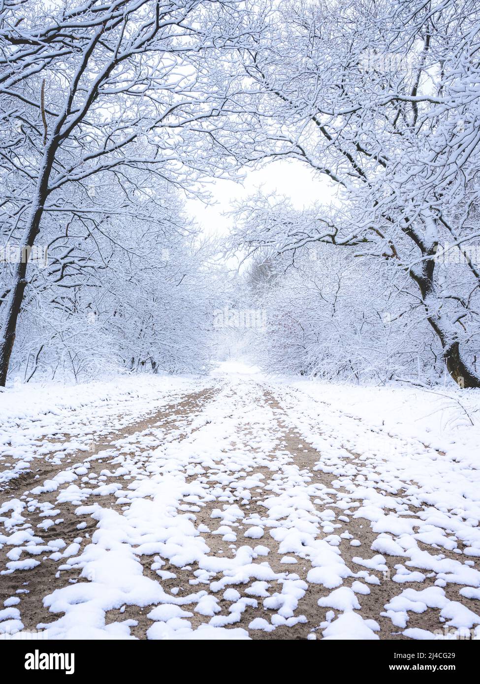 Trees covered with snow in The Netherlands. Ermelosche Heide Stock ...