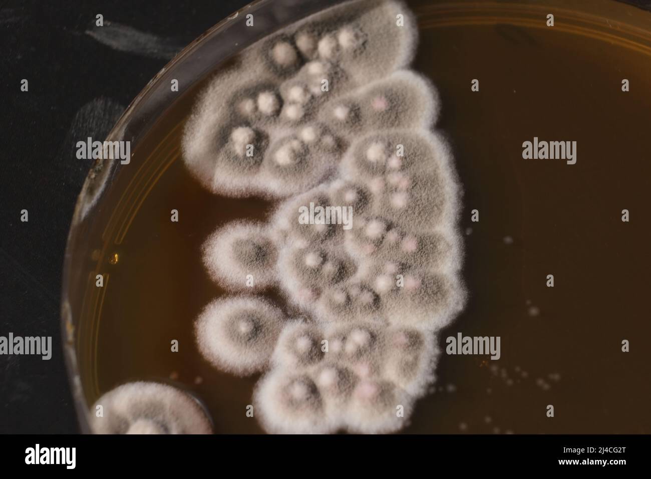 CLOSEUP PHOTO OF BACTERIA AND FUNGI GRWOTH ON AGAR MEDIA IN A PLASTIC ...