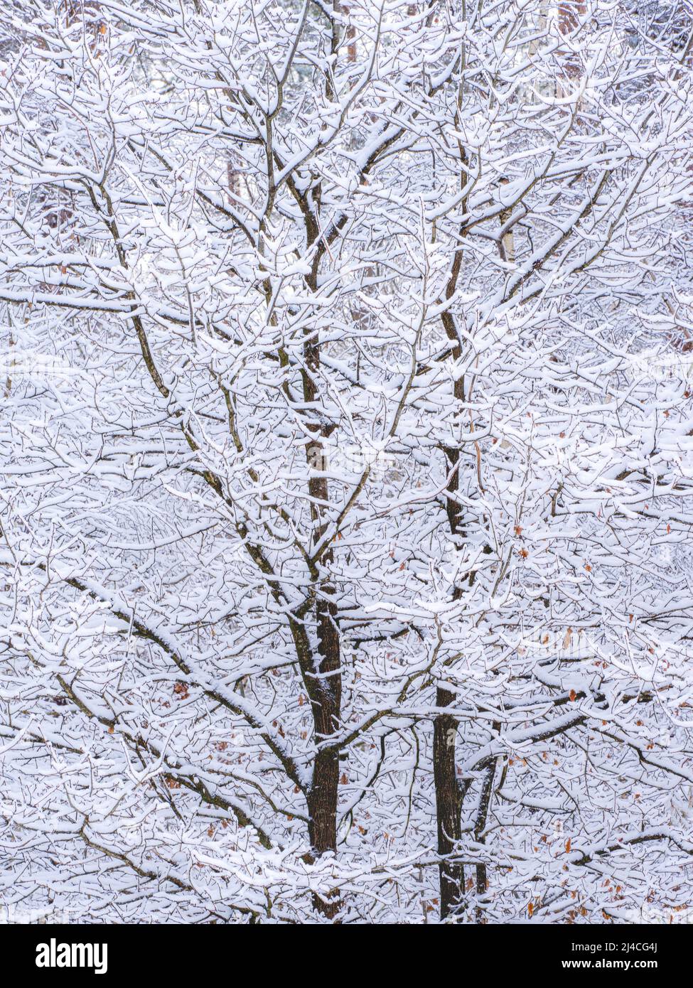 Moorland magic hi-res stock photography and images - Alamy