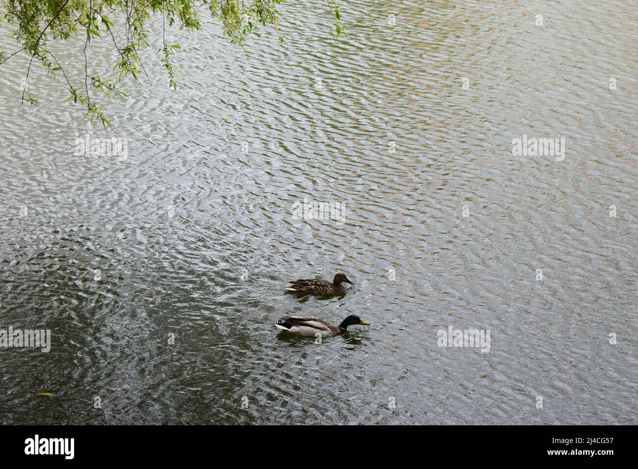Couple of duck and drake are swimming in the lake.ducks in their ...