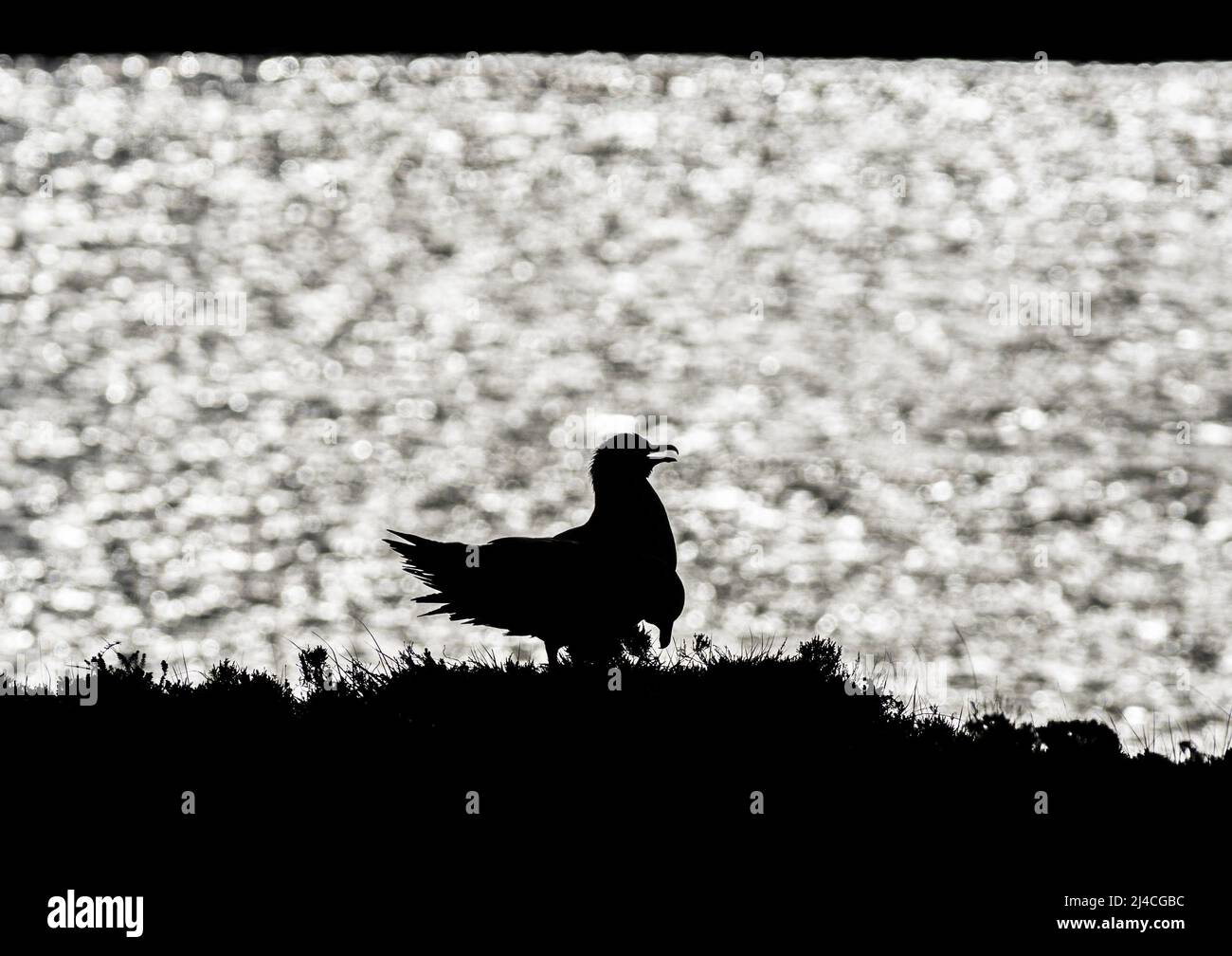 Skua bonxie seabird bird hi-res stock photography and images - Alamy