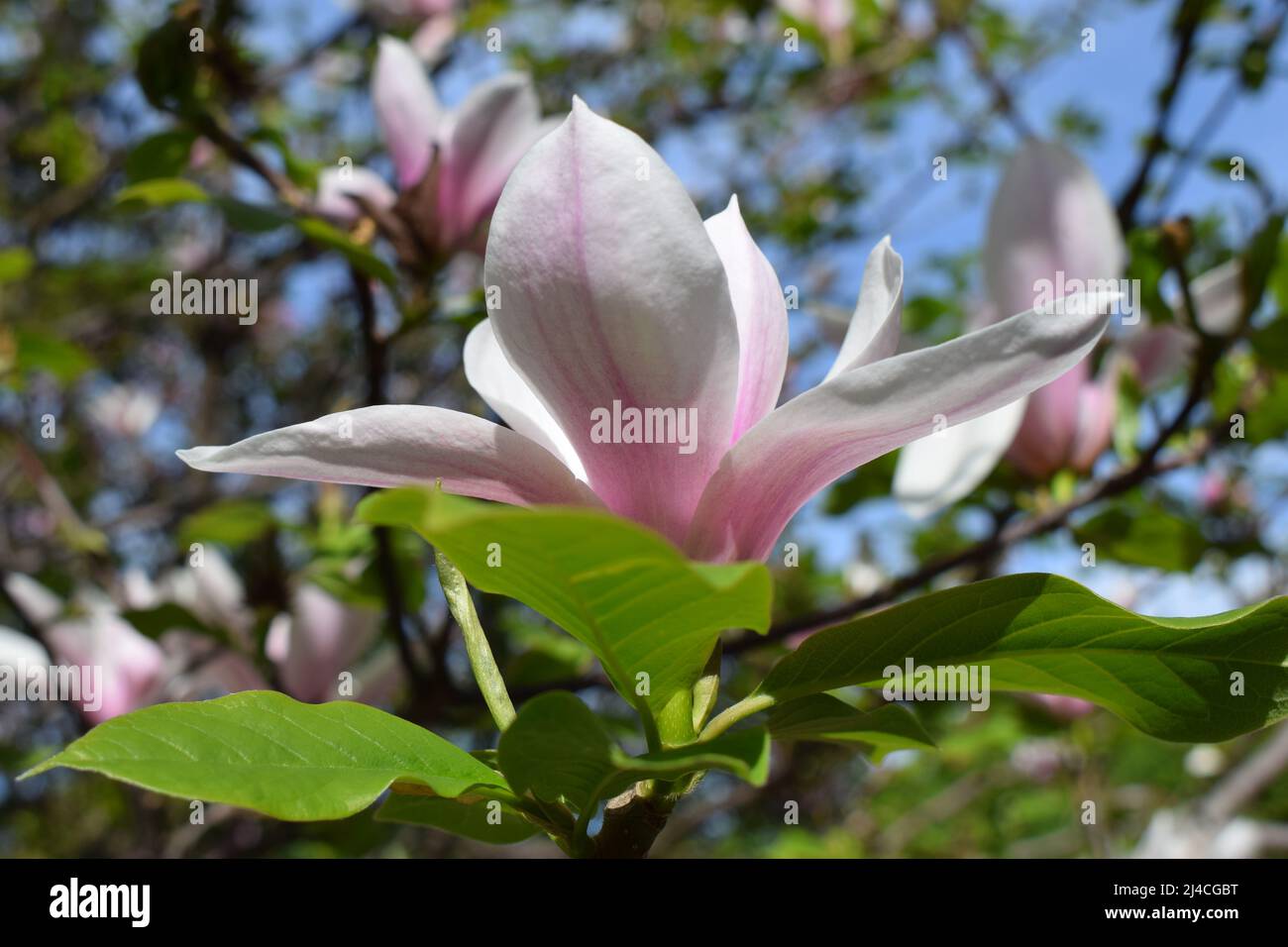 Bloomy magnolia tree with big pink flowers. Close-up view of purple ...