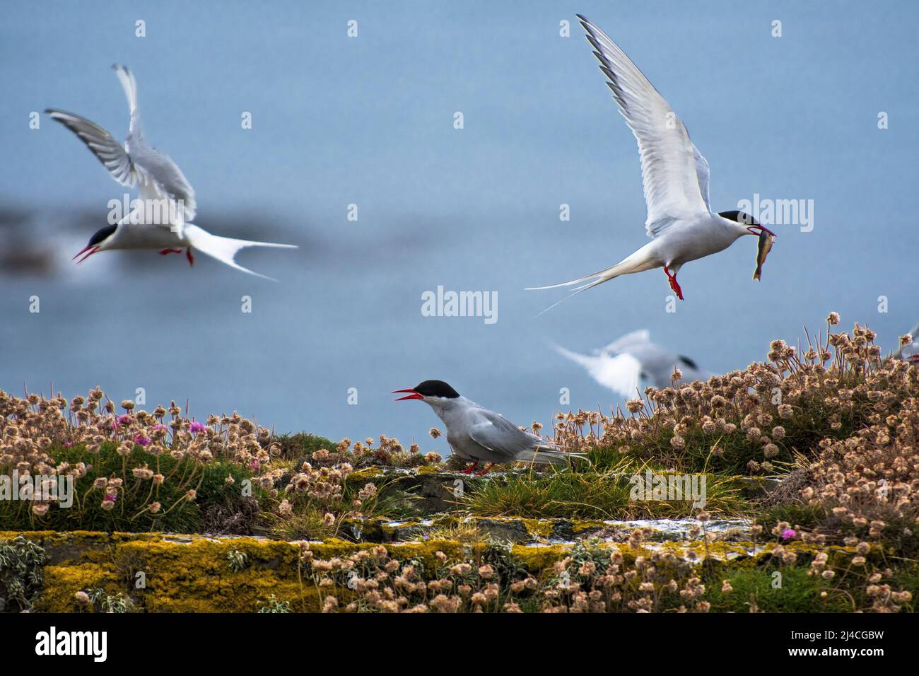 arctic terns feeding Stock Photo - Alamy