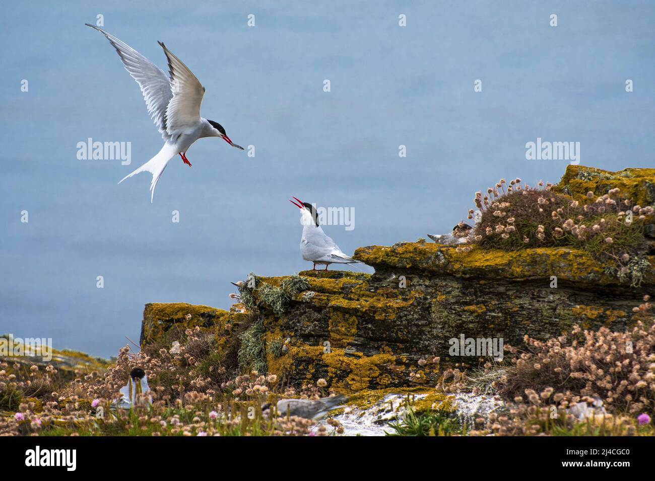 arctic terns feeding Stock Photo - Alamy