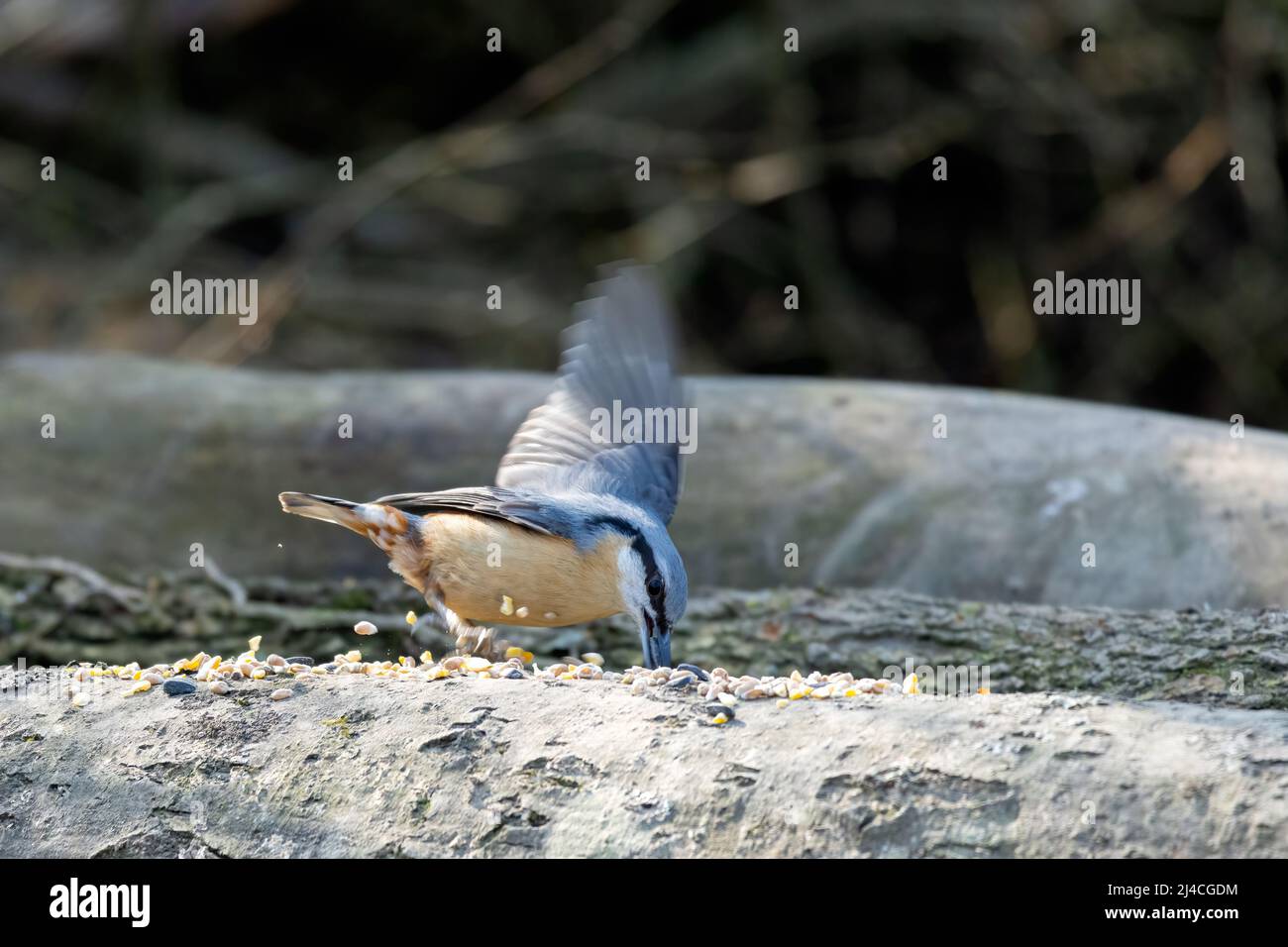 Tree foraging hi-res stock photography and images - Alamy